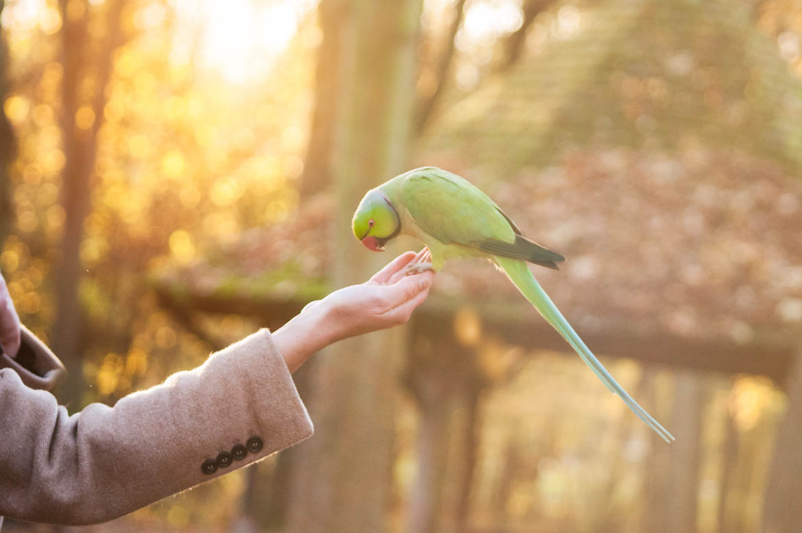 Will Getting a Pet Change Your Child's Life For The Better? - The ...