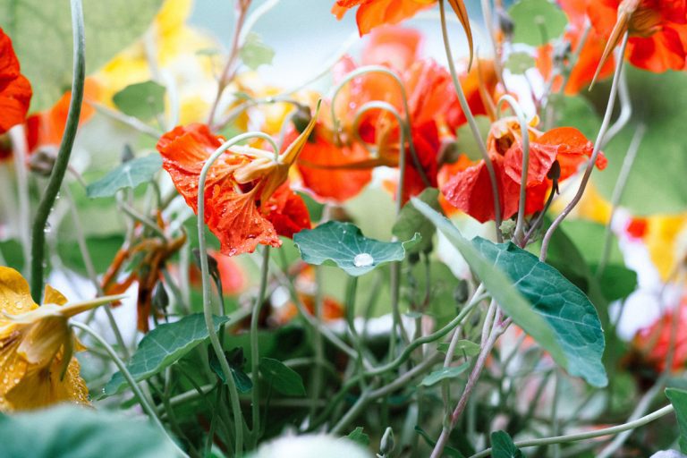Gardening with Children: Edible Flowers - The Natural Parent Magazine